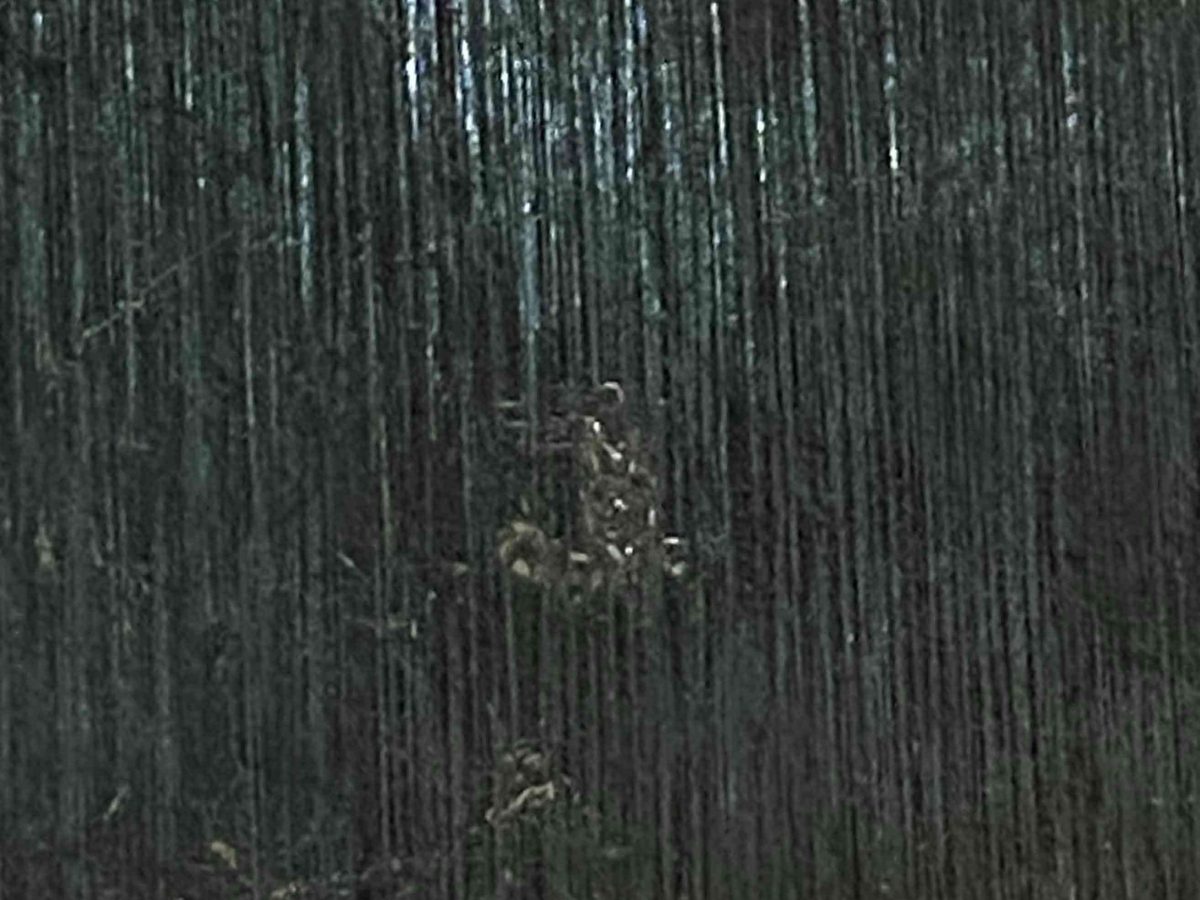 WWII German Spanner for the MG34 – RJ Militaria